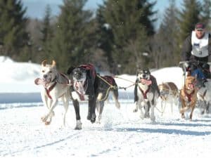 Understanding And Enjoying the Iditarod Dog Sled Race - Unveiling Dog ...