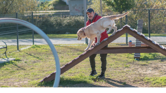 10 Best Fun games to play with dogs outside - Unveiling Dog Secrets ...