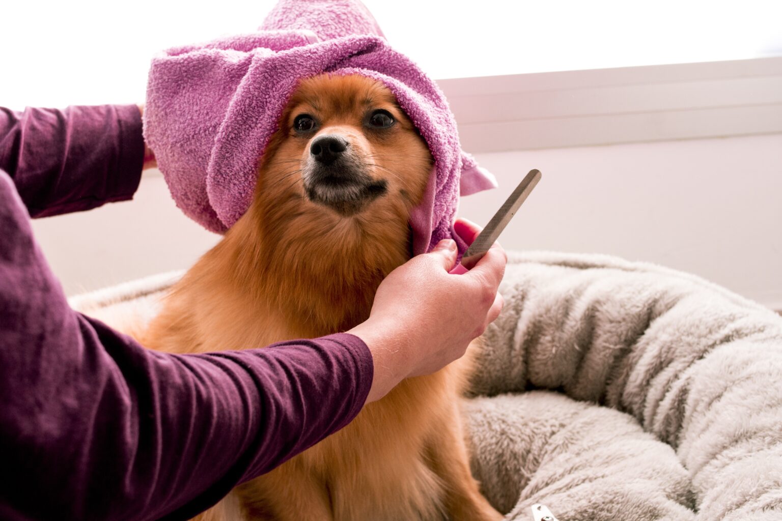 The Complete Guide To Pomeranian Grooming - Unveiling Dog Secrets ...